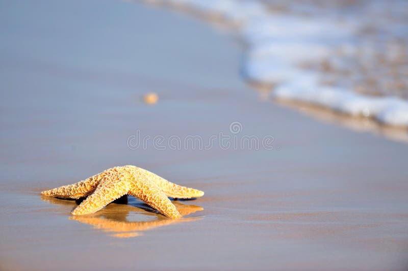 Zeester op het strand stock foto. Image of vorm, idyllisch - 9605670