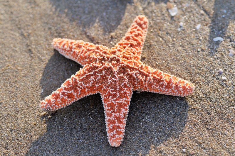 Zeester op nat zand stock foto. Image of dier, strand - 23097768