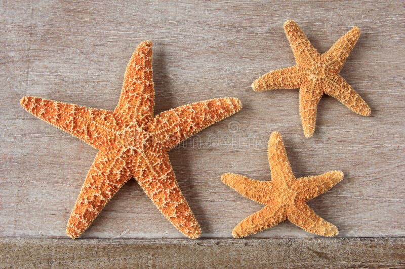 Zeesterren uit de Noordzee stock afbeelding. Image of duitsland - 29471141