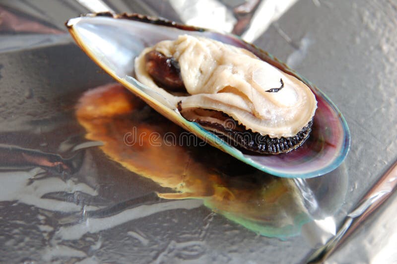 Zeevruchten stock foto. Image of schelp, zeevruchten - 13549050