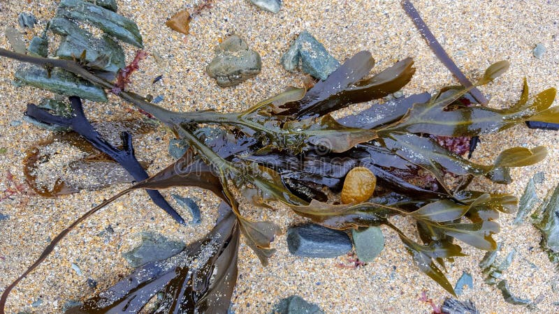 Zeewier stock afbeelding. Image of stenen, zand, vegetatie - 102662571