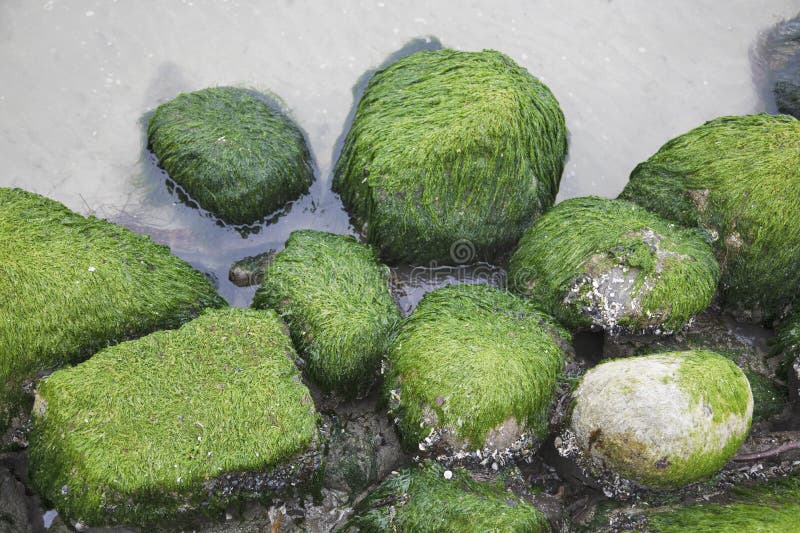 Zeewier stock afbeelding. Image of hierboven, strand - 16406149