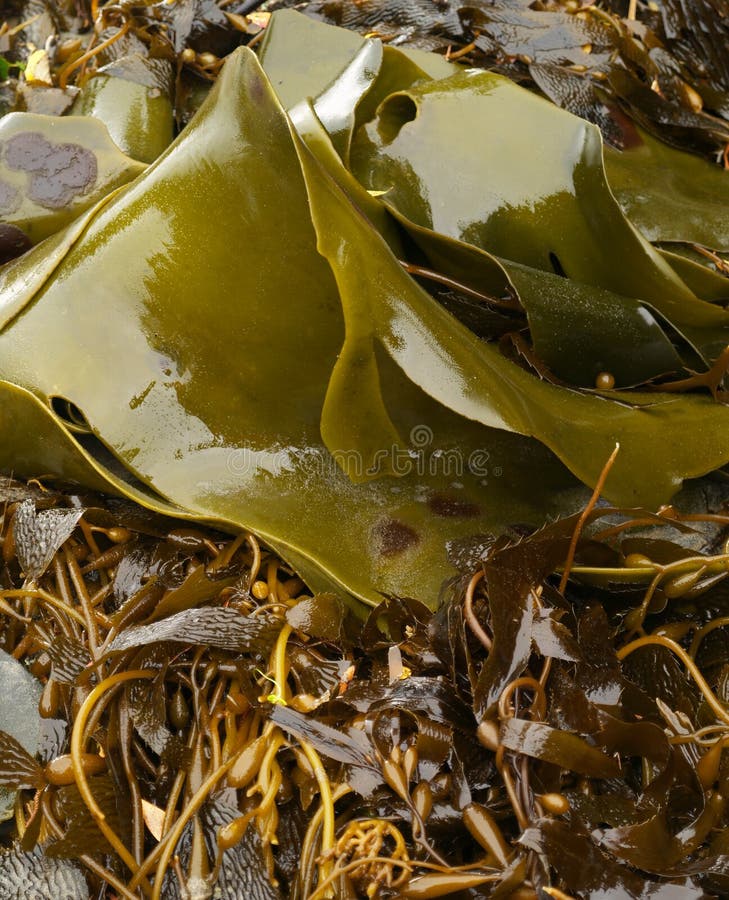 De kelp van het zeewier stock afbeelding. Image of groen - 19228637