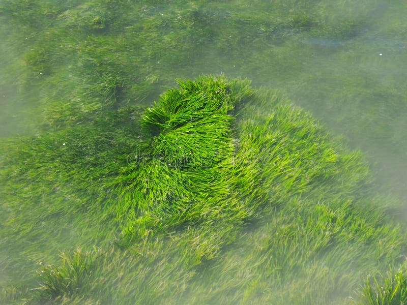 Groen zeewier stock afbeelding. Image of rotsen, oceaan - 33580889