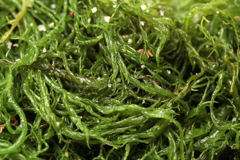 Zeewier stock foto. Image of enkelvoudig, bali, cultuur - 33177116