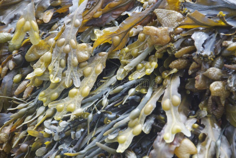 Zeewier stock afbeelding. Image of hierboven, strand - 16406149