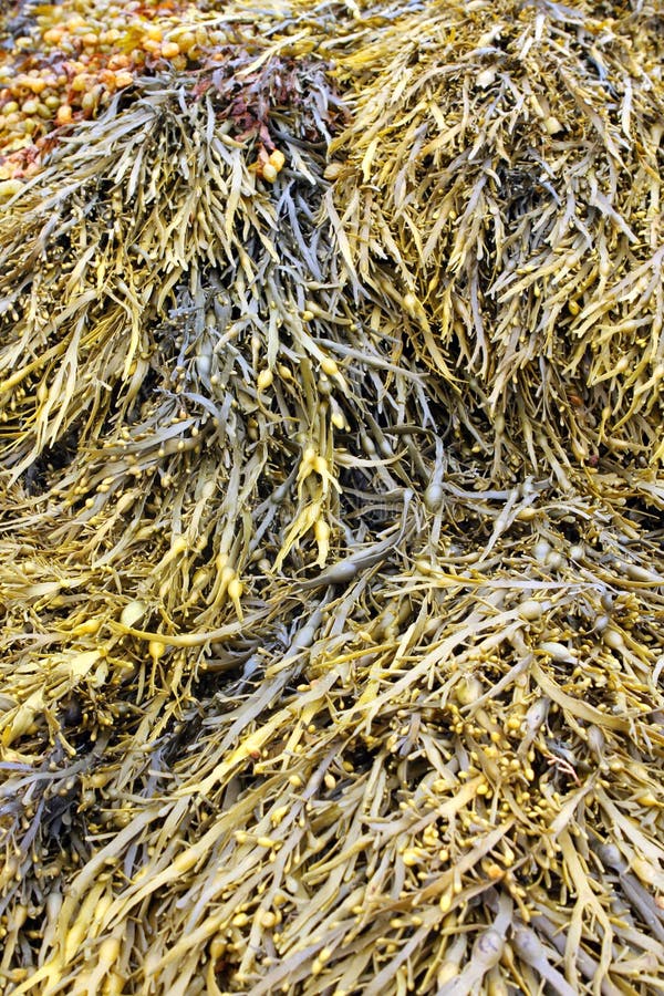 Zeewier stock afbeelding. Image of pantser, kant, bretagne - 60538859