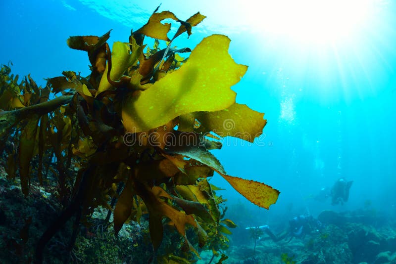 Zeewier stock afbeelding. Image of hierboven, strand - 16406149