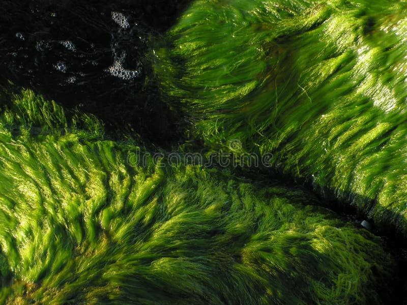 De kelp van het zeewier stock afbeelding. Image of groen - 19228637