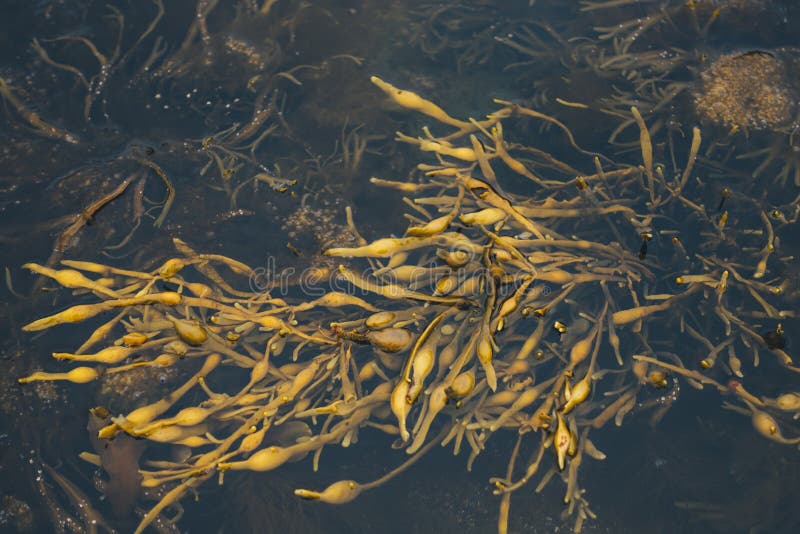 Zeewier Die in Het Water Met Een Rots Drijven Die Omhoog Plakken Stock ...