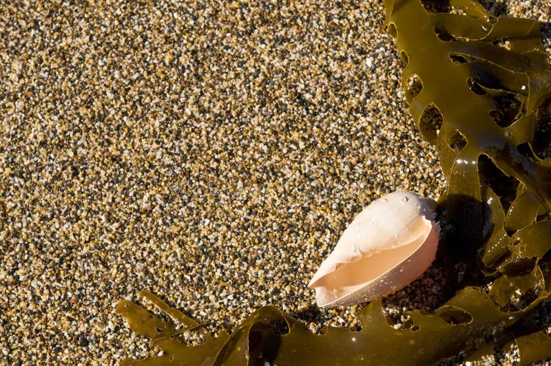 Zeewier En Tweekleppig Schelpdiershell Stock Afbeelding - Image of kust ...