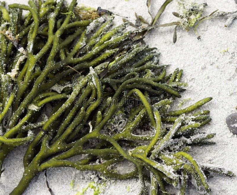 Zeewier in het Zand stock afbeelding. Image of installatie - 9965405