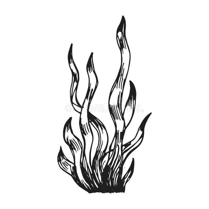 Zeewier Vectorschets De Tekening Van De Hand Vector Illustratie ...