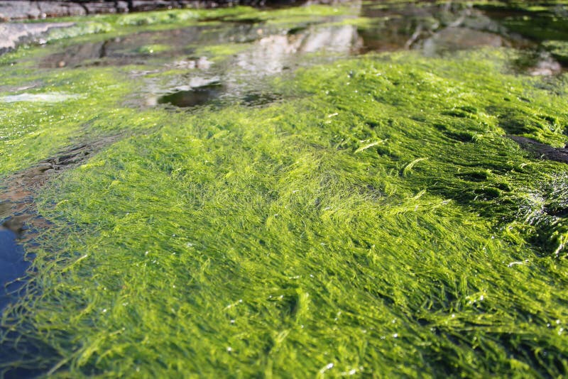 Rood Zeewier In Water - Gezonde Voeding Stock Foto - Afbeelding ...