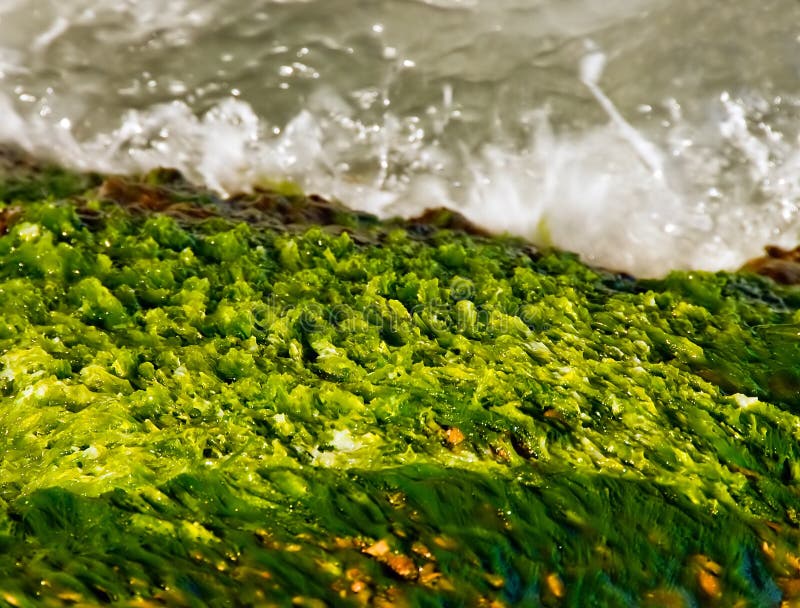 Eetbare zeewieren stock foto. Afbeelding bestaande uit eating - 10914516