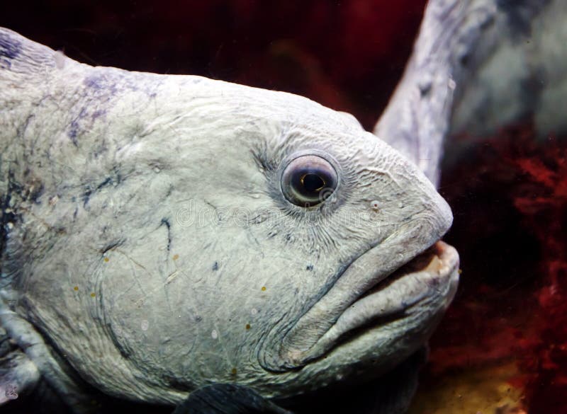Zeewolf stock foto. Image of hoofd, biologie, overzees - 21066886