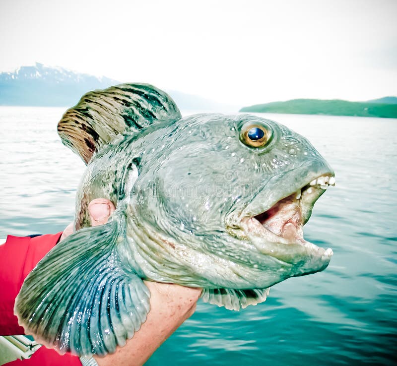 Zeewolf stock foto. Afbeelding bestaande uit vissen, oceanografie ...