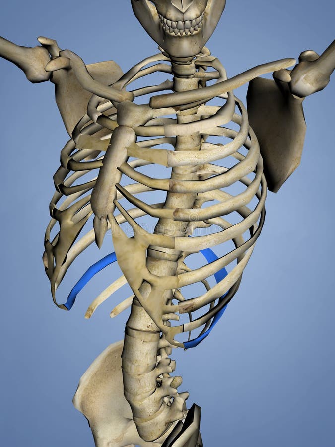 Zehnte Rippe, Rib Cage, Modell 3D Stock Abbildung - Illustration von ...