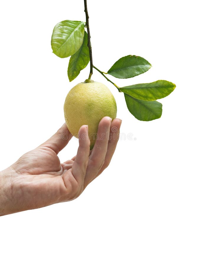 Zeigen Der Zitrone Auf Zweig Stockbild - Bild von hintergrund, hand ...