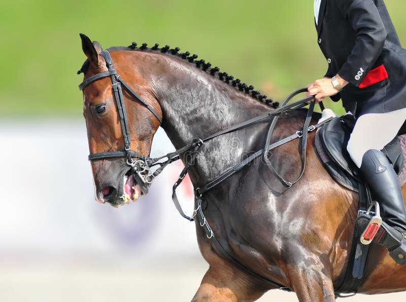 Zeigen Sie Das Springen Auf Weiß Stockbild - Bild von kandare, reiter ...