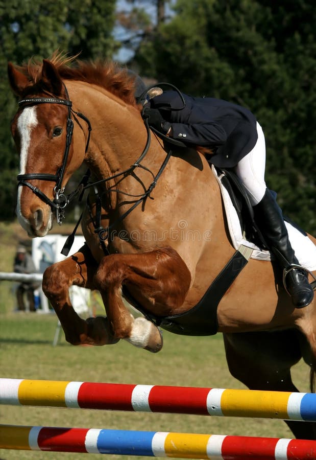 Springpferd und Reiter stockbild. Bild von braun, matten - 5653789