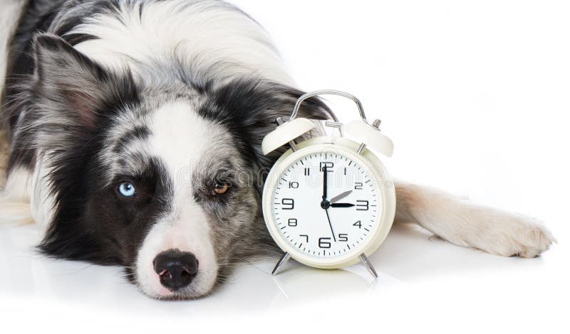 Angel Dog Over Rainbow Bridge Stock Photo - Image of wings, clouds ...