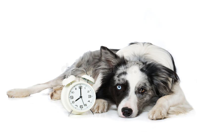 Dog Clock Spring Stock Photos - Free & Royalty-Free Stock Photos from ...