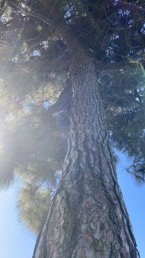 Zela Davis Park stock image. Image of davis, tree, park - 207886085