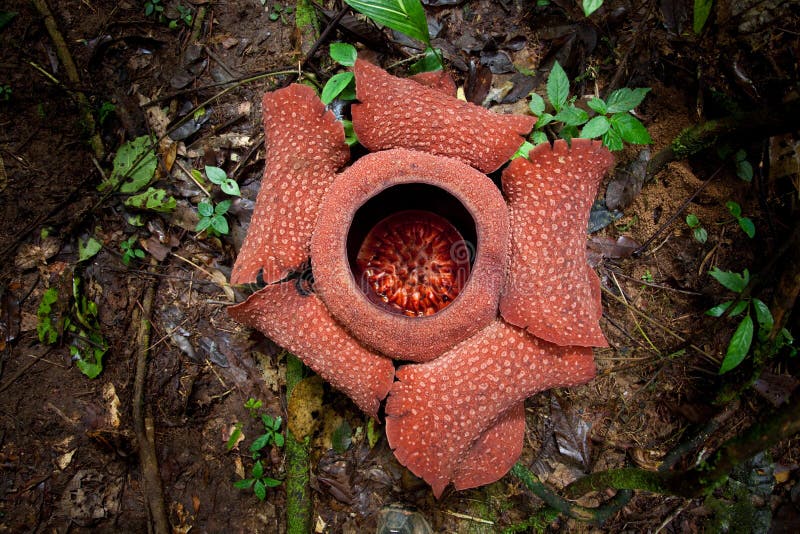 Zeldzame Rafflesia-plant. De Grootste Bloem Ter Wereld Stock Foto ...