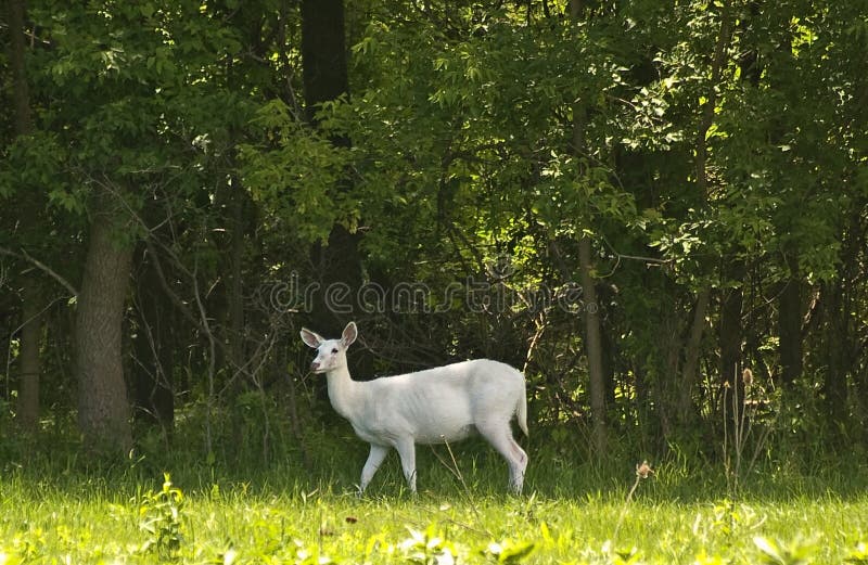 Zeldzame witte herten stock afbeelding. Image of mystiek - 14688051