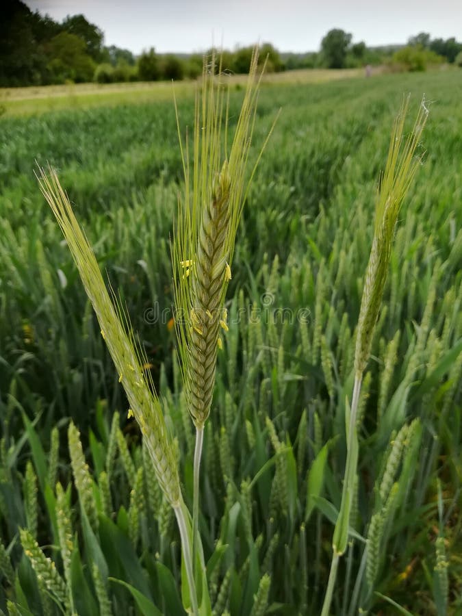 Zitna Polja Stock Photos - Free & Royalty-Free Stock Photos from Dreamstime