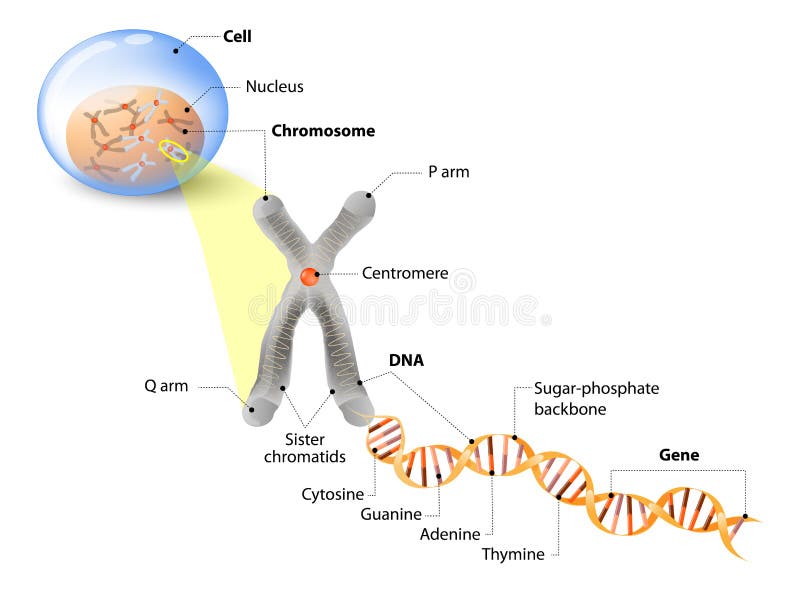 Zelle, Chromosom, DNA Und Gen Vektor Abbildung - Illustration von ...