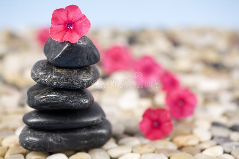 Zen Beauty stock image. Image of phlox, feng, pebbles - 16566111