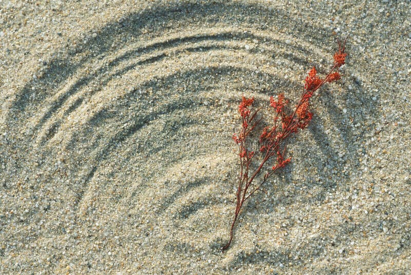 Zen-like Sand Still Life at Beach Stock Photo - Image of plantlife ...
