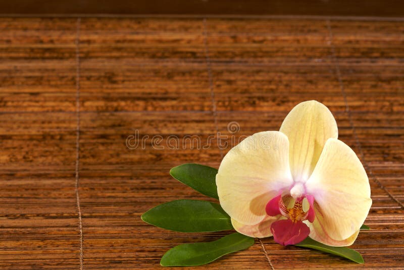 Zen-like scene with flower stock image. Image of pure - 12039963
