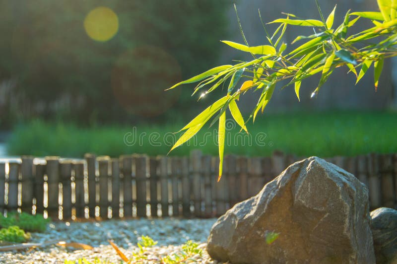 Zen after rain stock image. Image of plant, relaxing - 74924461