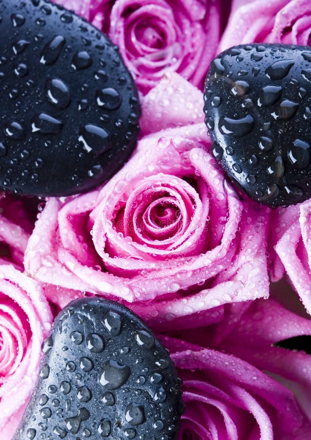 Zen roses stock photo. Image of darling, nature, birthday - 3956532