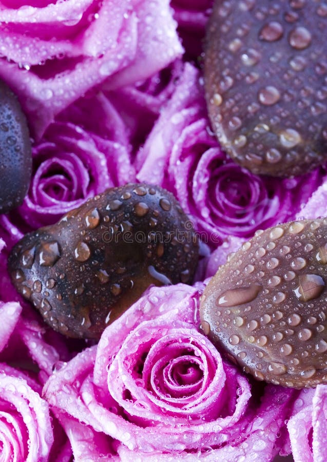 Zen roses stock image. Image of colourful, freshness, birthday - 3956595