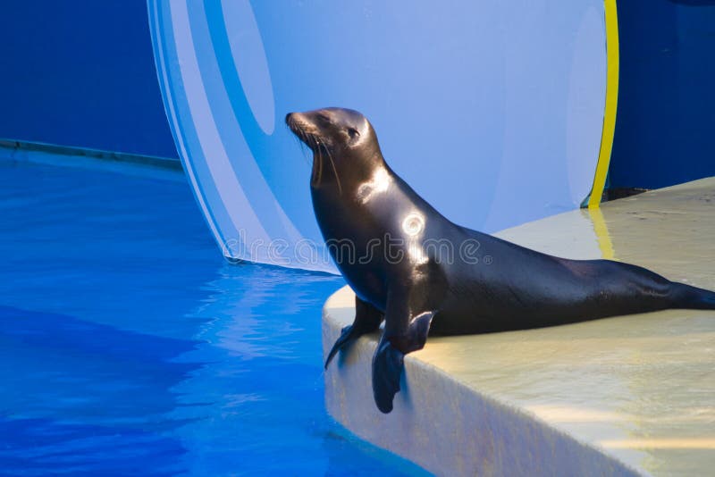 Zen seal stock photo. Image of ocean, background, wild - 7424848