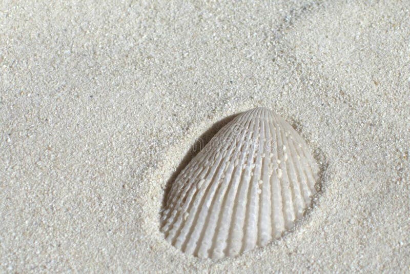 Zen shell on white sand stock image. Image of shell - 202387681
