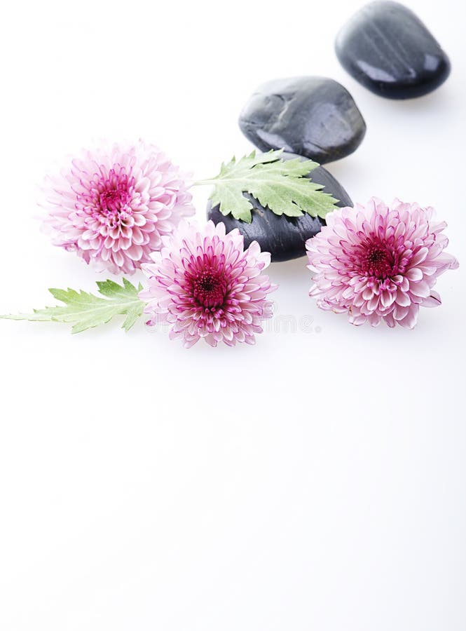 Zen stones and daisy stock photo. Image of marguerite - 40382352