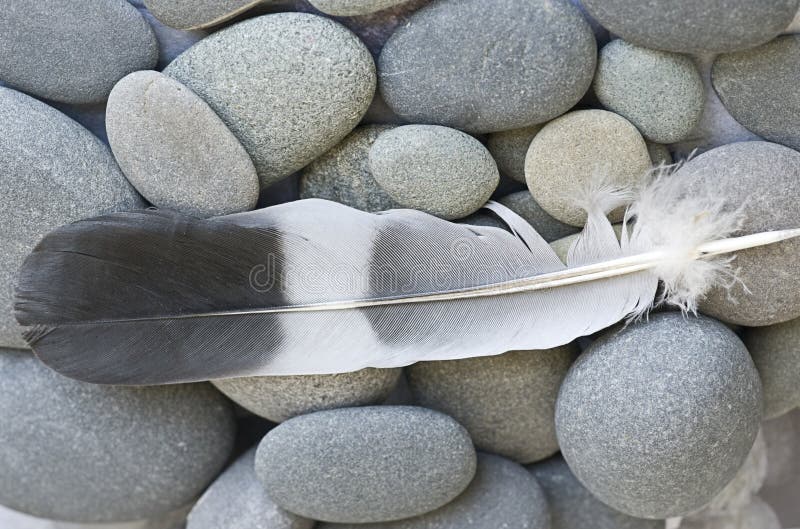 Zen Style Feather Still Life Stock Photo - Image of pebble, close ...