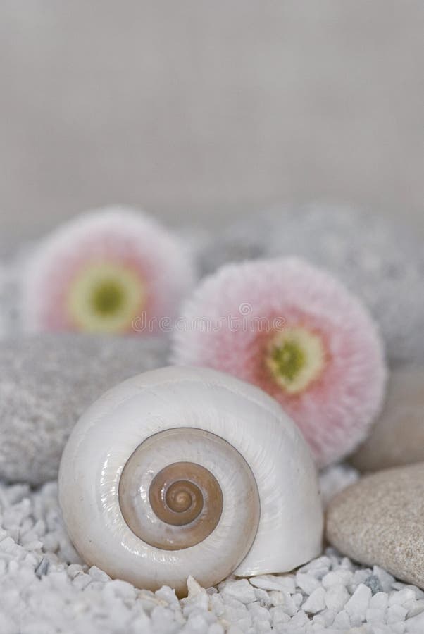 Zen Still Life with Pebble and Daisy Stock Image - Image of beige ...