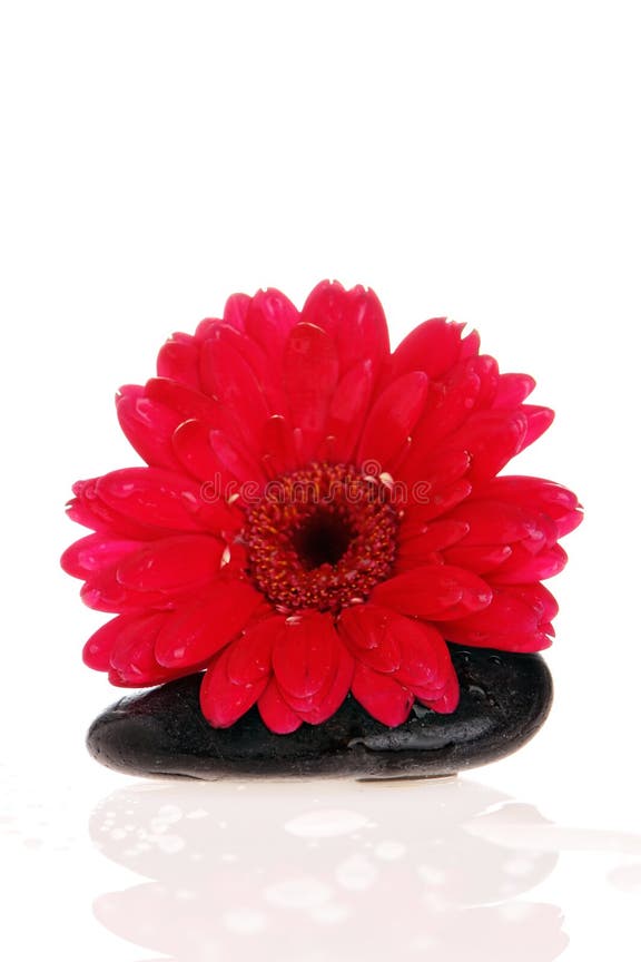 Zen Treatment stock photo. Image of daisy, refresh, basics - 2311000