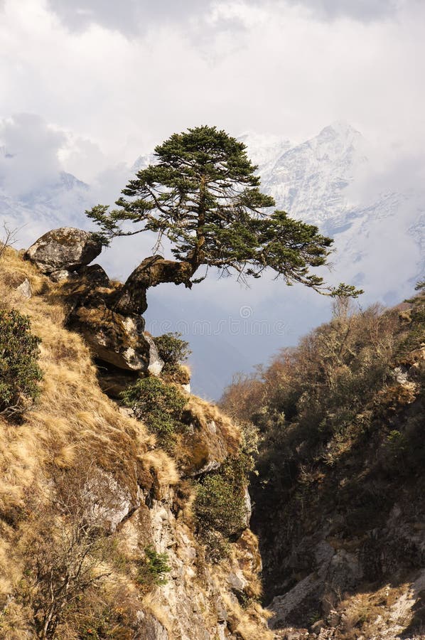 Zen tree above ravine stock photo. Image of trek, trekking - 41518310