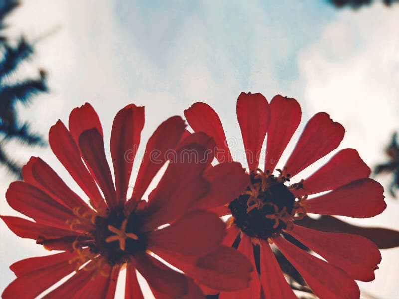 Zenia Photos in the Farm stock photo. Image of zenin - 232355144