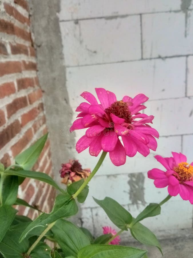 Zenia Flowers Blooming so Beatifull Stock Photo - Image of rose, lilac ...