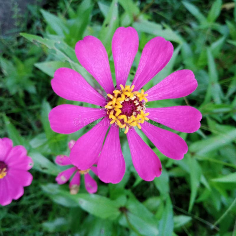 Zenia or paper flower stock image. Image of wildflower - 242723097