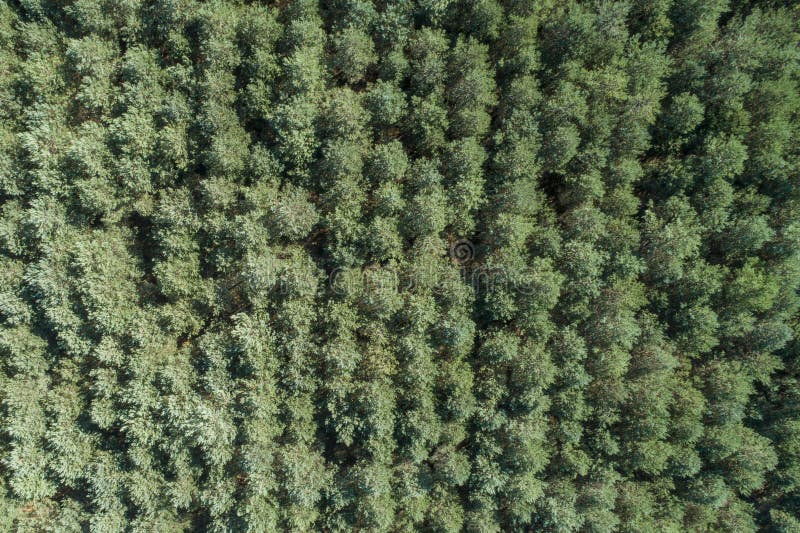 Zenithal Aerial View of a Pine Forest Stock Image - Image of path ...