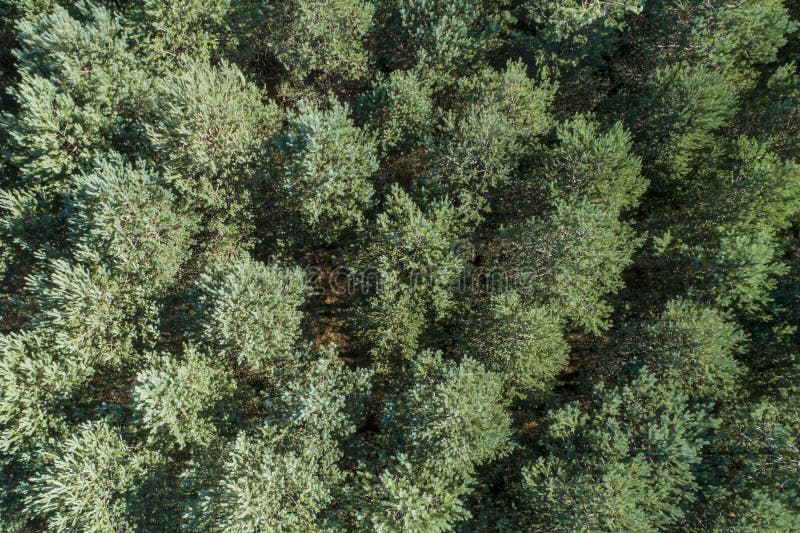 Overhead Aerial View of a Pine Forest Stock Image - Image of path, pine ...